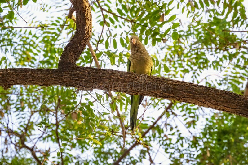 Wild Parrot Sits on a Tree Surrounded by Green Foliage Stock Image ...