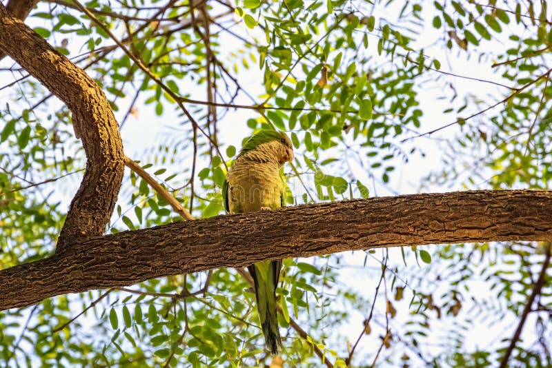 Wild Parrot Sits on a Tree Surrounded by Green Foliage Stock Image ...