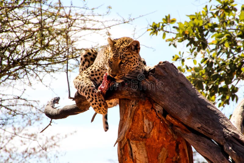 Wild parties from Namibia stock image. Image of nature - 109469951
