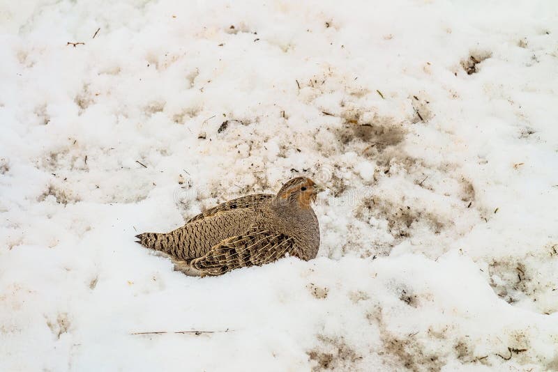 Wild Partridge Lying Hiding in the Snow Stock Photo - Image of cold ...
