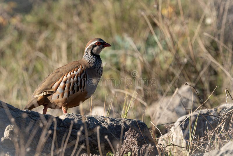 Wild Partridge on the Mountain Stock Photo - Image of farmland, country ...