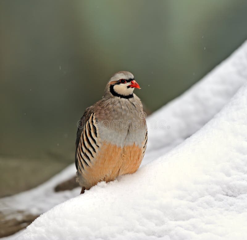 Wild Partridge Sits on a Stone in a Forest Stock Image - Image of fruit ...