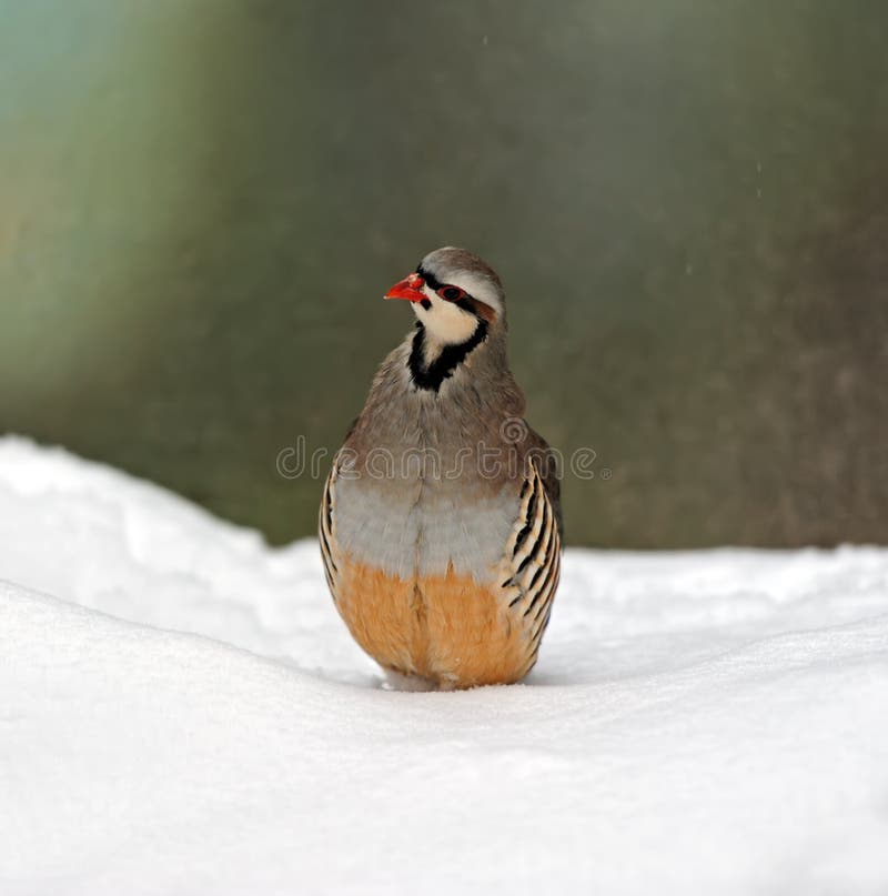 Wild partridge stock image. Image of themes, snow, chicken - 36883305