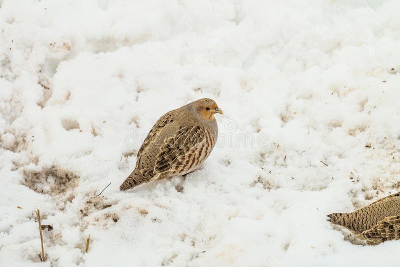 Wild Partridge in Snowy Winter Stock Image - Image of nature ...
