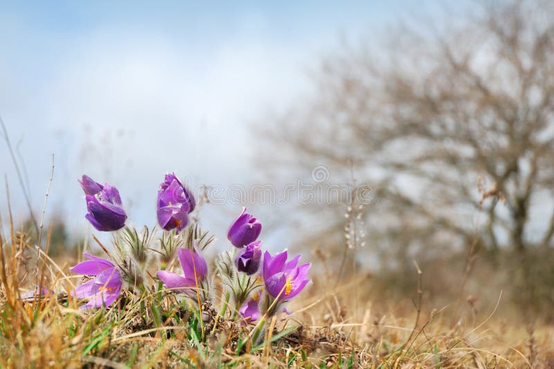 Wild Pasque Flower, Pulsatilla Vulgaris, First Spring Flower Stock ...