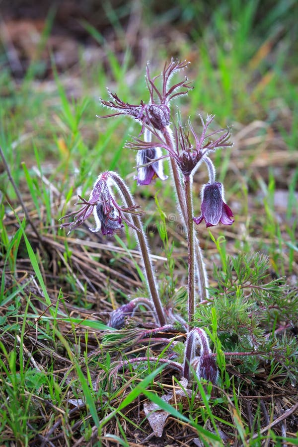 Wild Pasque Flower, Pulsatilla Vulgaris, First Spring Flower Stock ...