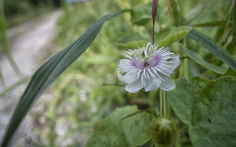 The Wild Passiflora Foetida Fruit and Flower in the Bushes. Stock Photo ...
