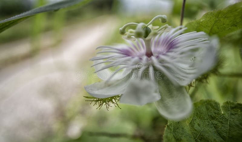 The Wild Passiflora Foetida Fruit and Flower in the Bushes. Stock Photo ...