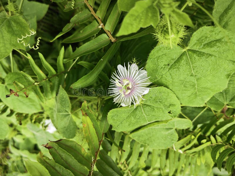 Wild Passiflora Foetida Plant in the Bushy Meadow. Stock Image - Image ...
