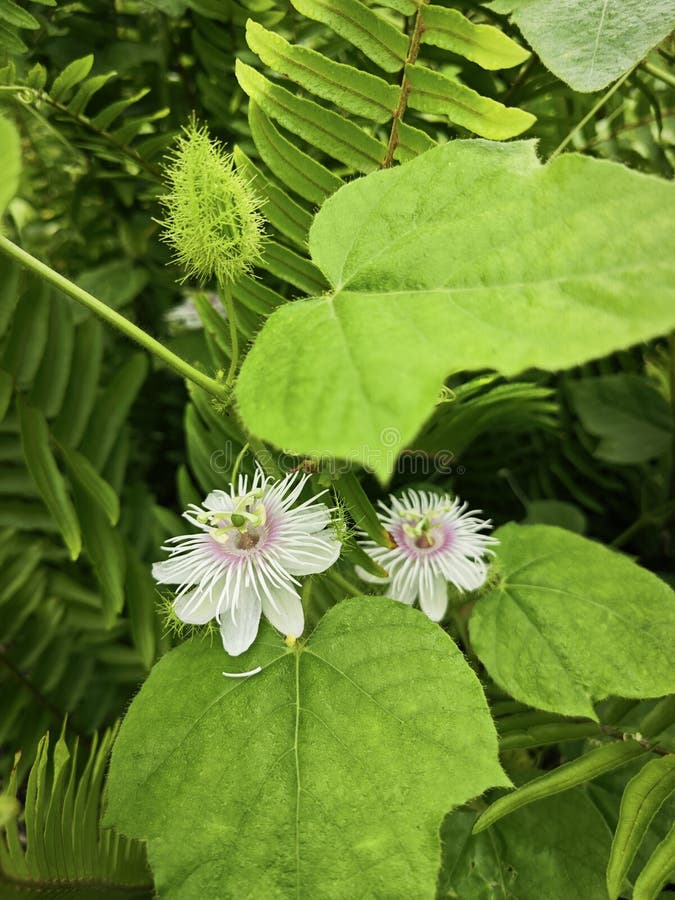 Wild Passiflora Foetida Plant in the Bushy Meadow. Stock Photo - Image ...