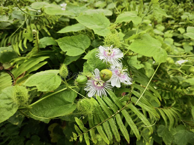 Wild Passiflora Foetida Plant in the Bushy Meadow. Stock Photo - Image ...