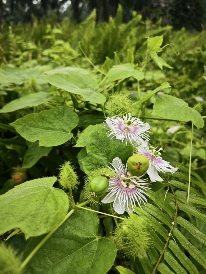 Wild Passiflora Foetida Plant in the Bushy Meadow. Stock Image - Image ...