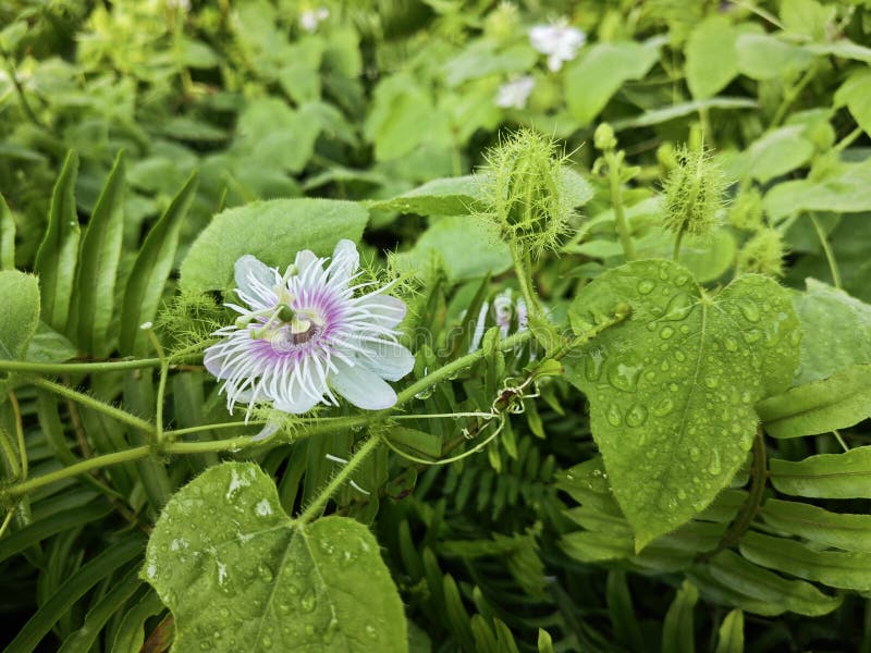 Wild Passiflora Foetida Plant in the Bushy Meadow. Stock Photo - Image ...