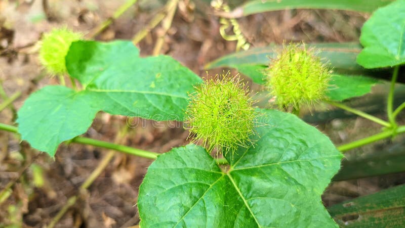 2,780 Hairy Under Skirts Stock Photos - Free & Royalty-Free Stock ...