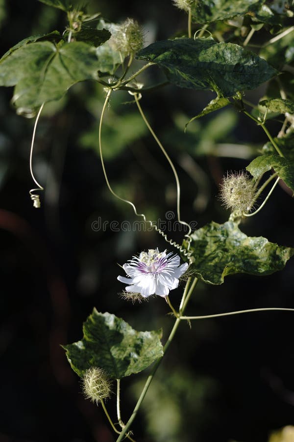Wild Passion Fruit Flower (Passiflora Foetida) Stock Image - Image of ...