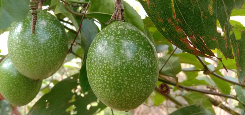 Wild Passion Fruit Growth in the Forest Stock Photo - Image of plant ...