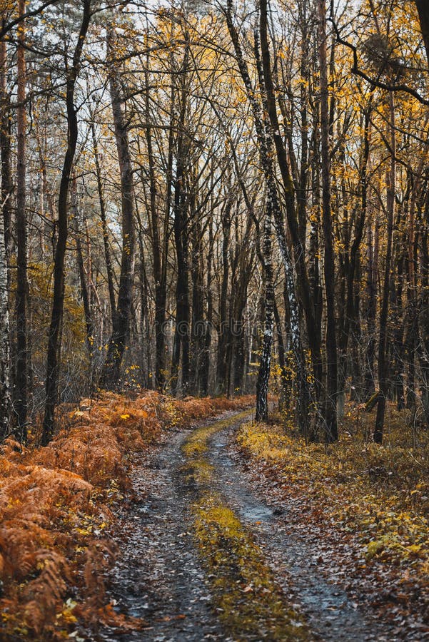 Wild Path in Autumnal Woodland or Park Stock Image - Image of mystery ...