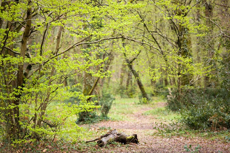 Wild Path Entrance in Forest Stock Photo - Image of green, forest: 4701962