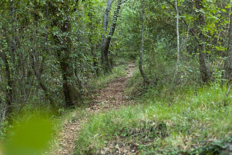 Wild Path in a Green Summer Forest Stock Image - Image of green, scenic ...