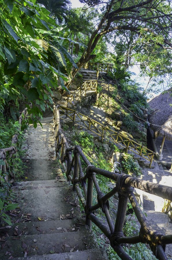 Wild path. stock image. Image of natural, path, forest - 65719883