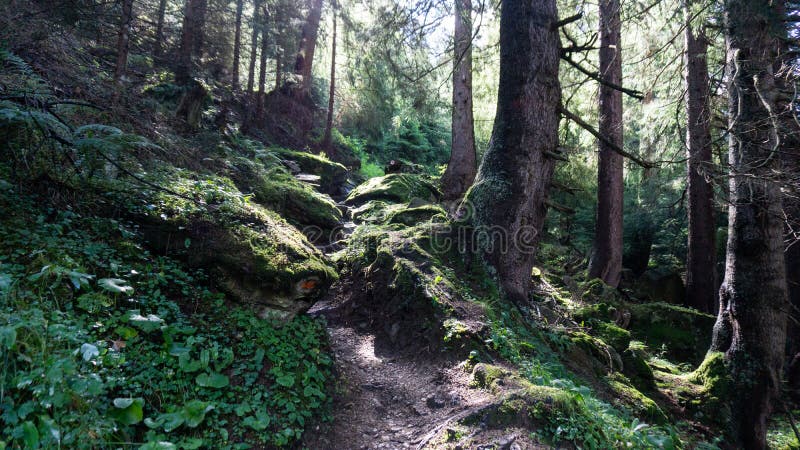 Wild Path through the Woods Stock Photo - Image of grass, plant: 160133658