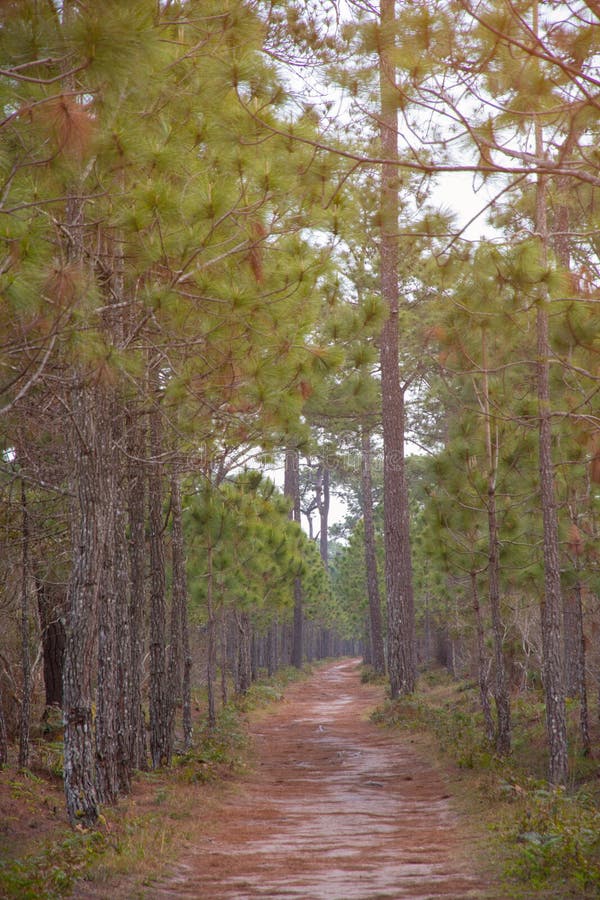 Wild paths in the forest stock photo. Image of grass - 227878524