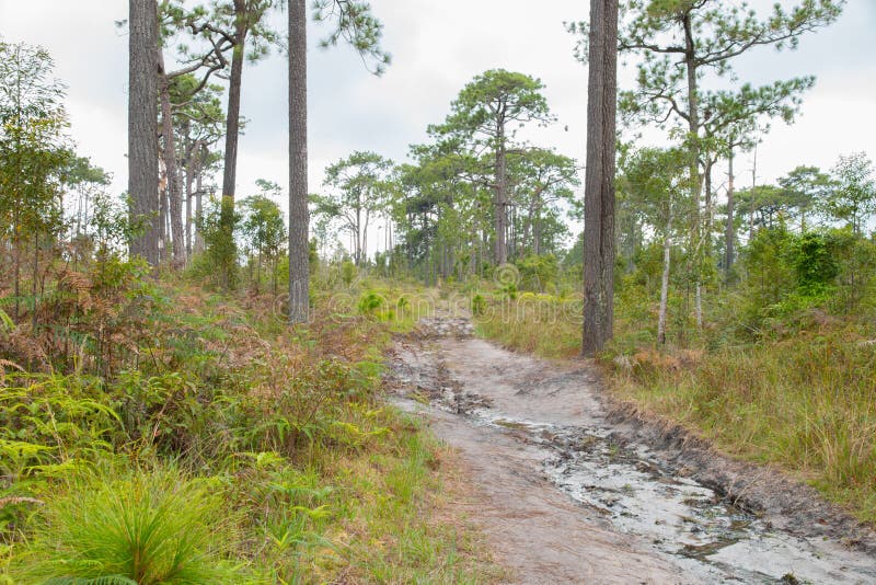 Wild paths in the forest stock image. Image of perspective - 256301593