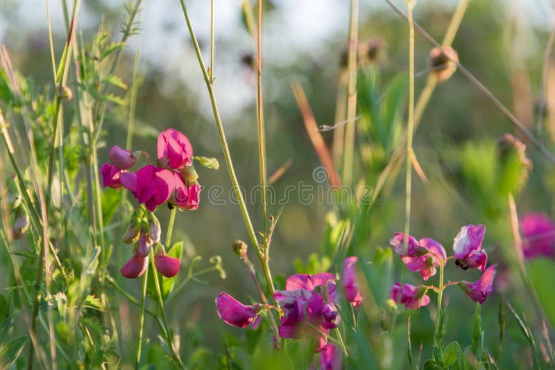 Wild Pea Pink Flower in Sunlight Closeup Stock Image - Image of ...