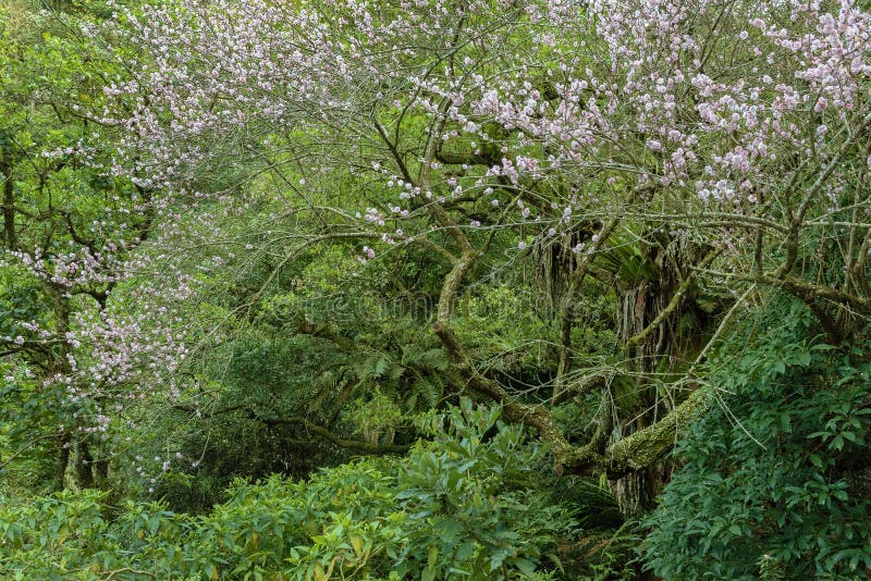 Wild Peach Blossom Flower in Forest in Springtime Season Stock Photo ...