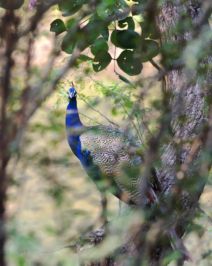 Wild Peacock in the forest stock image. Image of spring - 177811001