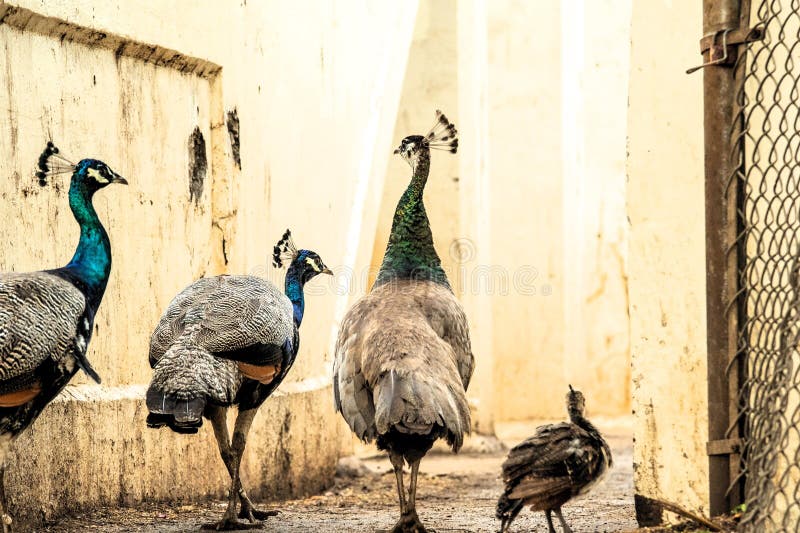 Wild Peacock Roaming Free in Oahu Hawaii Stock Image - Image of nature ...
