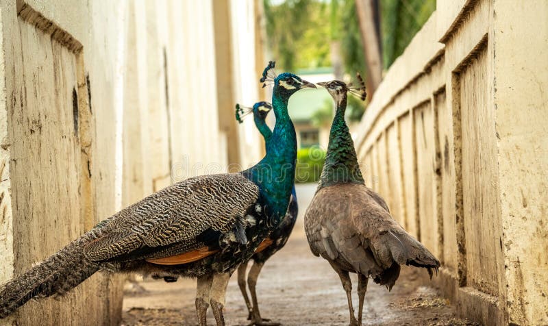 Wild Peacock Roaming Free in Oahu Hawaii Stock Image - Image of feather ...