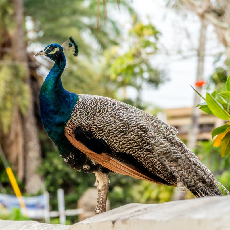 Wild Peacock Roaming Free in Oahu Hawaii Stock Image - Image of bird ...