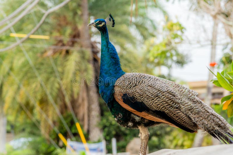 Wild Peacock Roaming Free in Oahu Hawaii Stock Photo - Image of bird ...