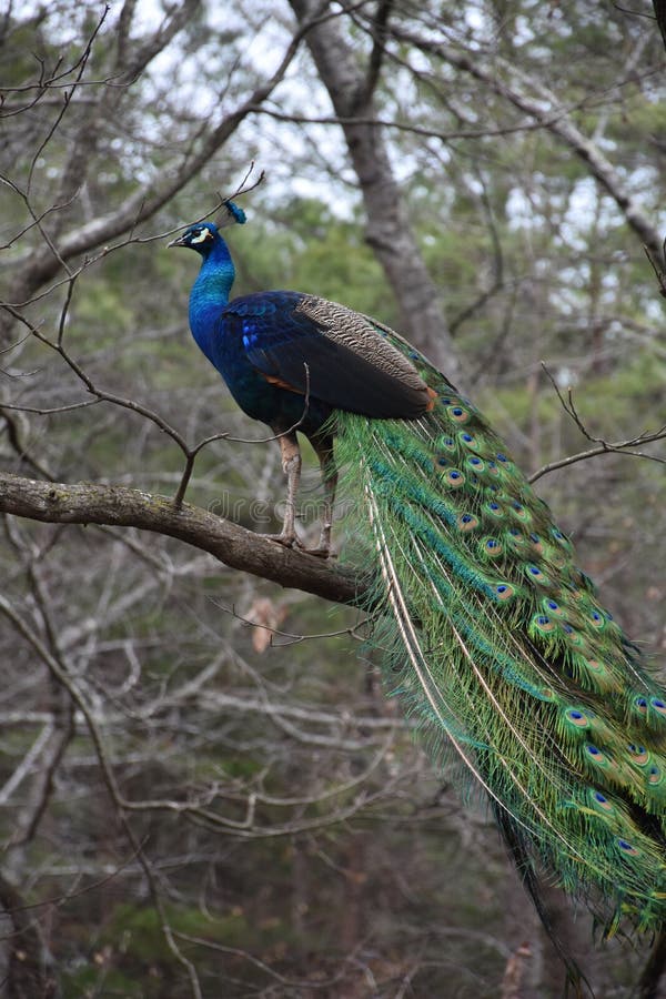 Wild Peacock up in a Tree. stock photo. Image of woods - 86863296