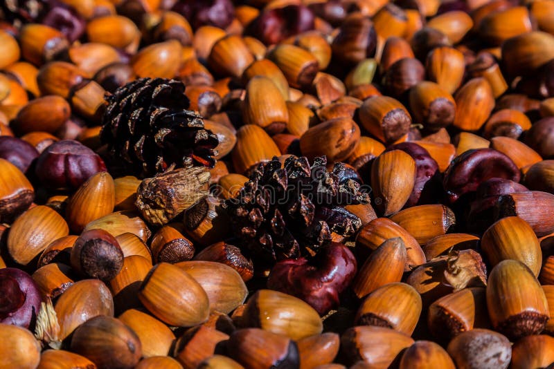 Wild peanuts stock image. Image of brown, single, seed - 58297031