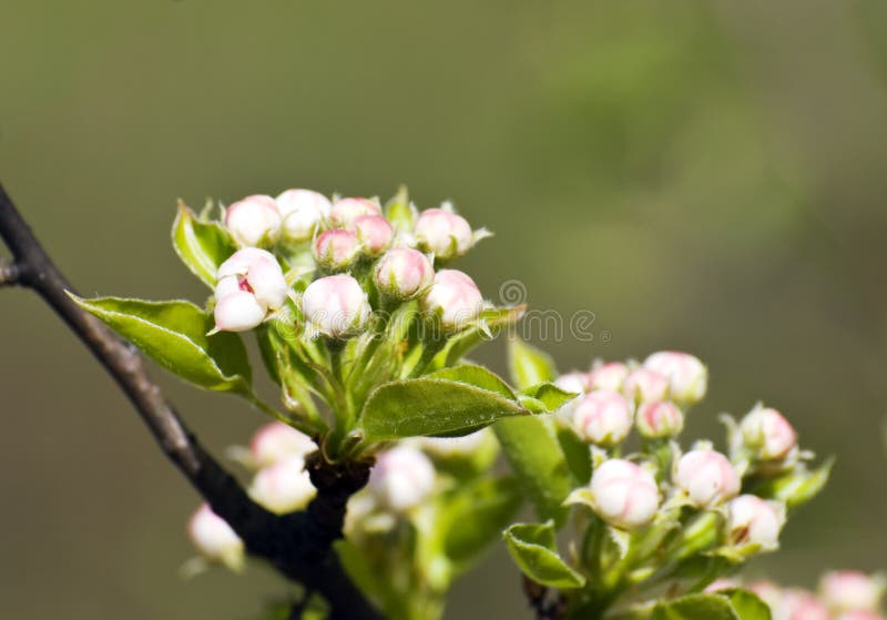 The Wild Pear Branch with Flowers and Buds Stock Image - Image of ...