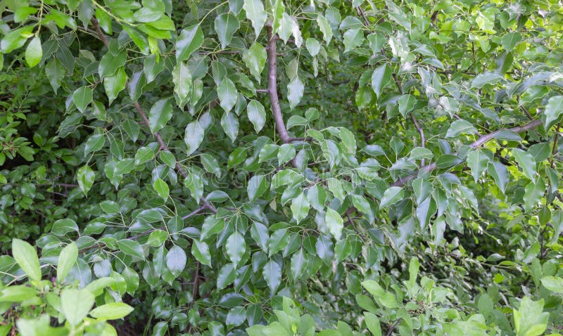 Wild Pear Tree in the Garden with Beautiful and Shiny Leaves Stock ...