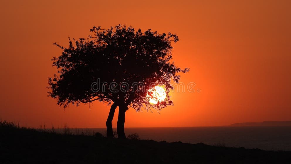 A Wild Pear Tree and the Sun, Sunset with Tree Stock Photo - Image of ...