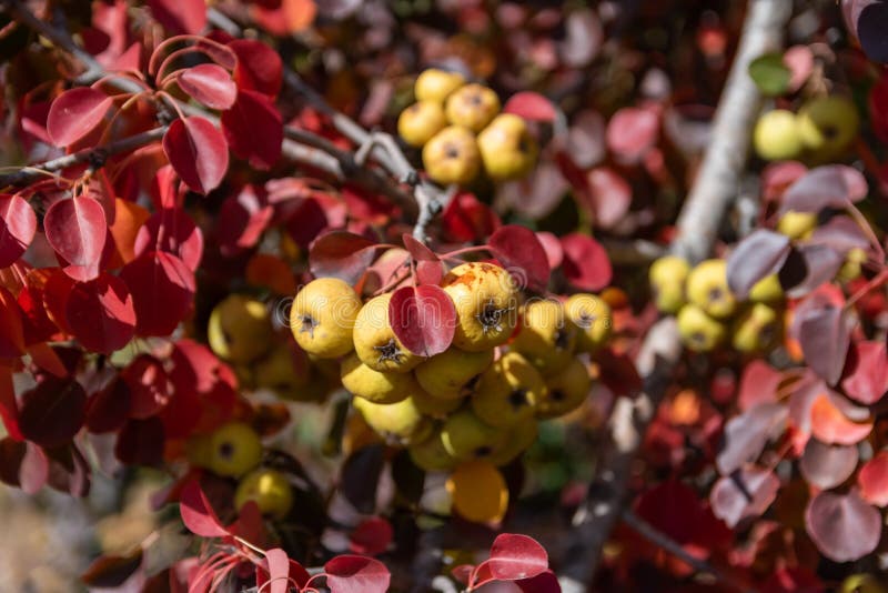 Wild Pears on Plant in Autumn Stock Photo - Image of beautiful, fruit ...