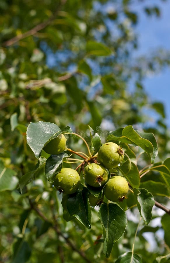 Wild Pears stock image. Image of pears, unripe, tree - 33510541