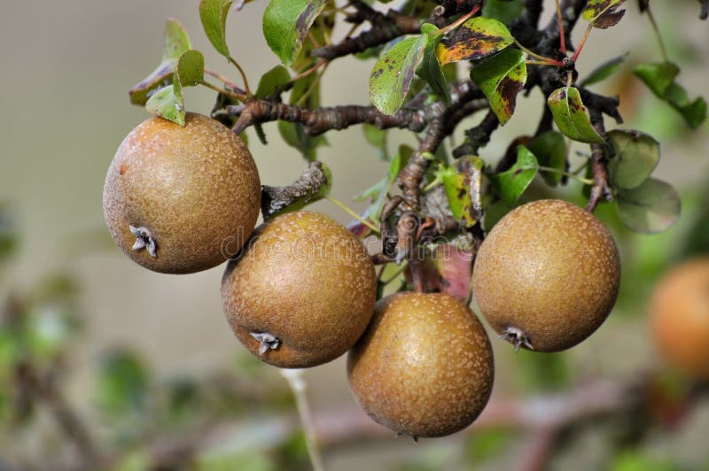 Wild Pears are Riping on the Tree Stock Photo - Image of green, sour ...