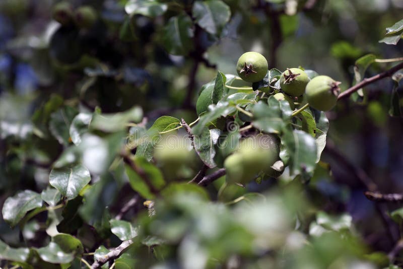 Wild pears stock photo. Image of ingredient, countryside - 102004396