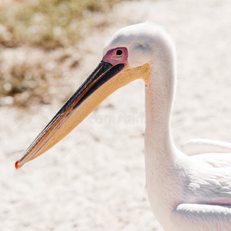Wild Pelican with Big Beak in Stock Image - Image of daylight, beak ...