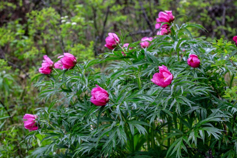Wild Peonies in the Altai Mountains Stock Photo - Image of spring ...