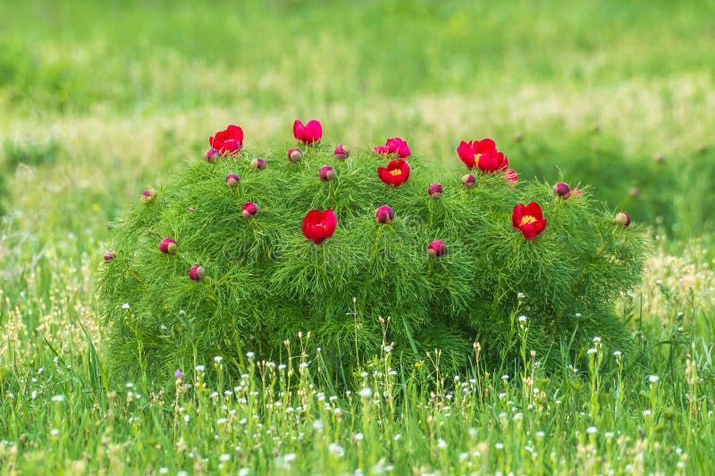 Wild peonies stock photo. Image of dawn, peony, nature - 49926668