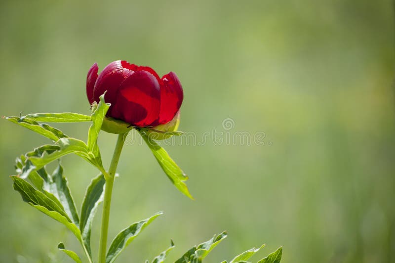 Wild peony blossom stock photo. Image of garden, paeonia - 32768146