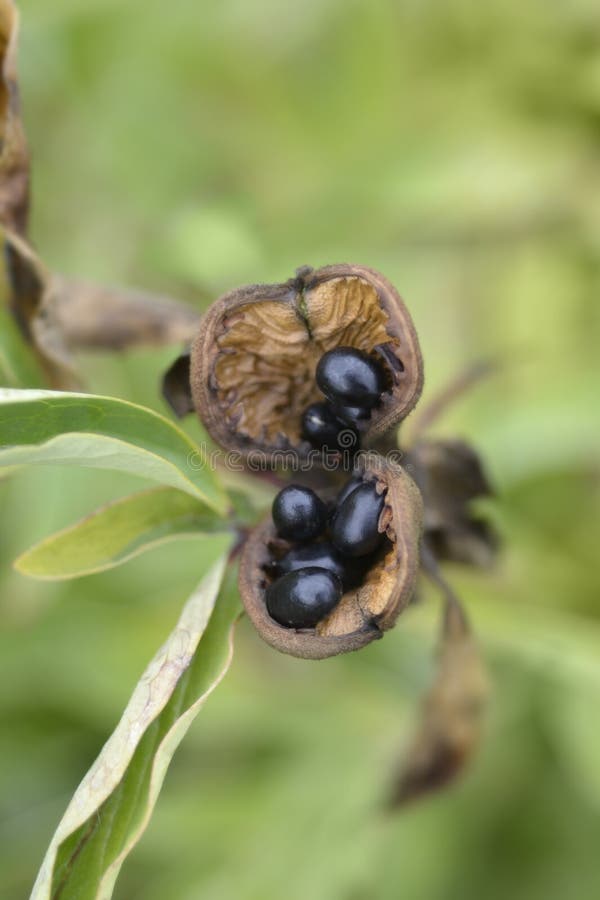 Wild Peony Seed Pods stock photo. Image of flora, seed - 47725118