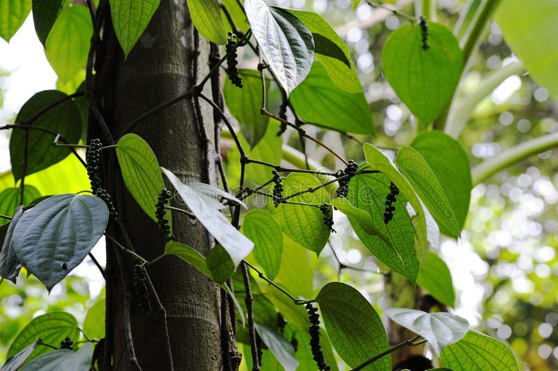 Wild Peppercorn strings stock image. Image of piper, piperaceae - 89156917