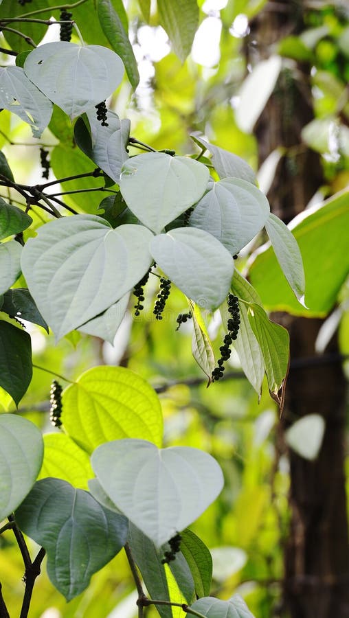 Wild Peppercorn strings stock photo. Image of wild, piper - 89156962
